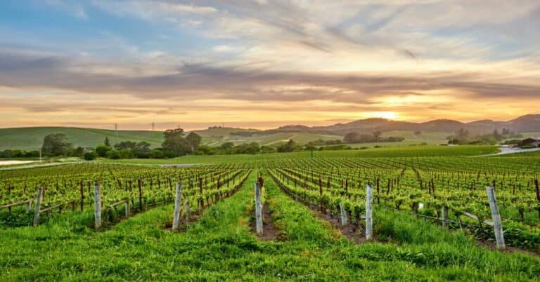 6 Best Wineries of Central Coast California (Location, Reviews)