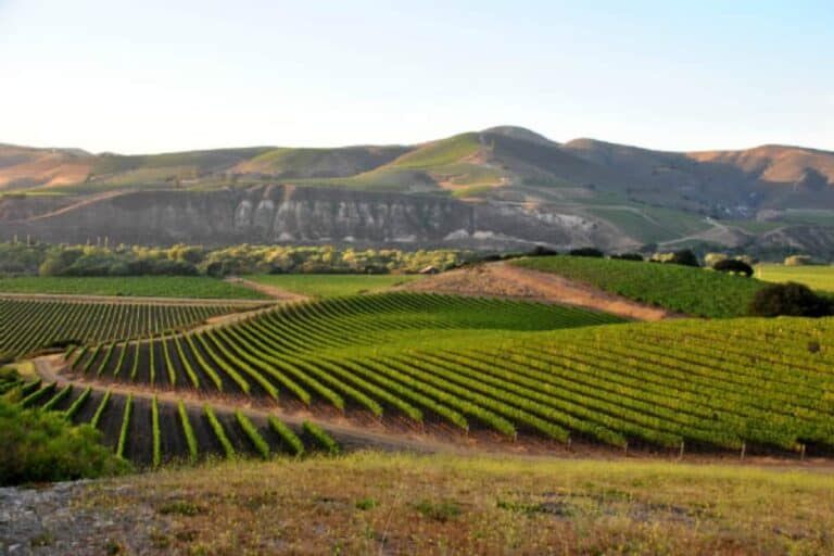 6 Best Wineries of Central Coast California (Location, Reviews)