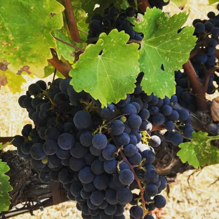 8 Most Popular Red Wine Grapes: Tantalize Your Taste Buds