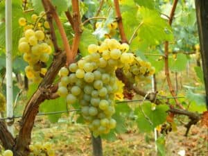 Chardonnay vs Chablis: Which One to Choose?