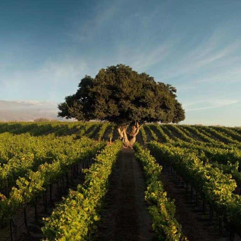 7 Best Wineries In Monterey To Visit (2023 Update) - Coastal Wine Trail