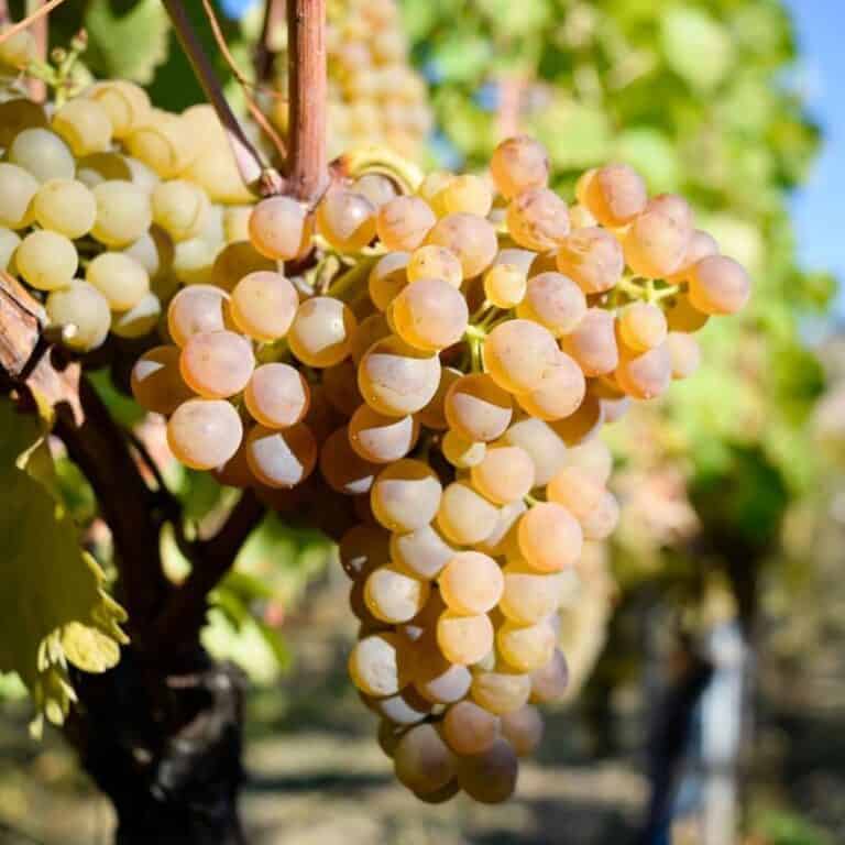 12 Most Popular White Wine Grapes in the World