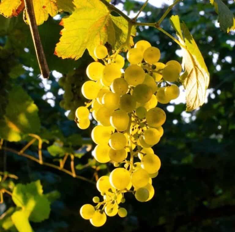 12 Most Popular White Wine Grapes in the World
