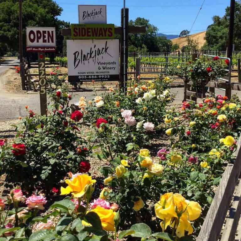 Solvang Wine Tasting: 11 Best Wineries to Visit