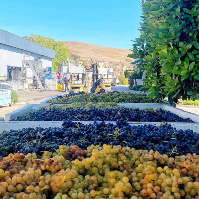 Solvang Wine Tasting: 11 Best Wineries to Visit