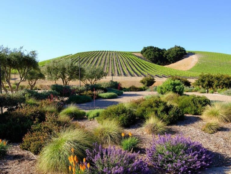 12 Best Wineries in Paso Robles: Small Town, Class Wines