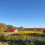 The 5 Best Fennville Wineries to Visit in 2023