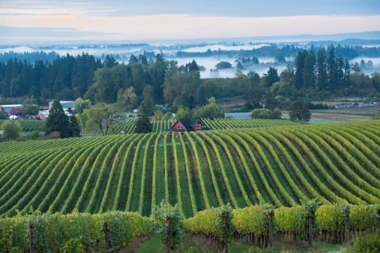 Dundee Oregon Wine Tasting 2026: Top 10 Wineries to Visit