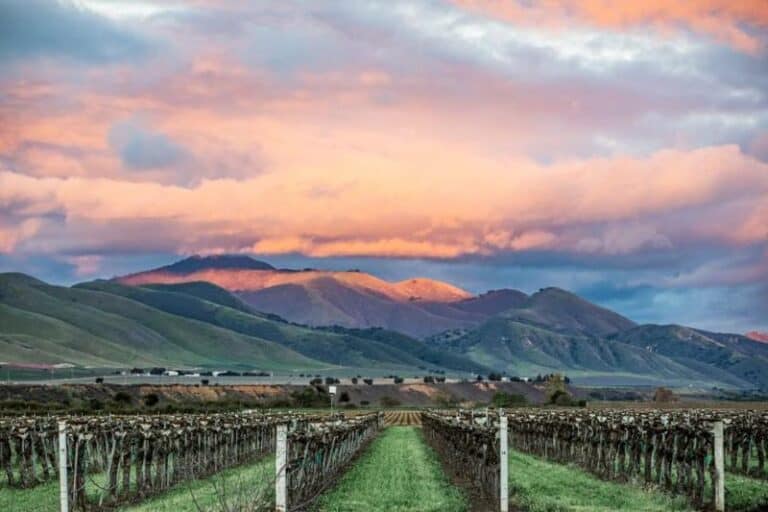 Santa Maria Wine Tasting: 8 Best Wineries to Visit 2023